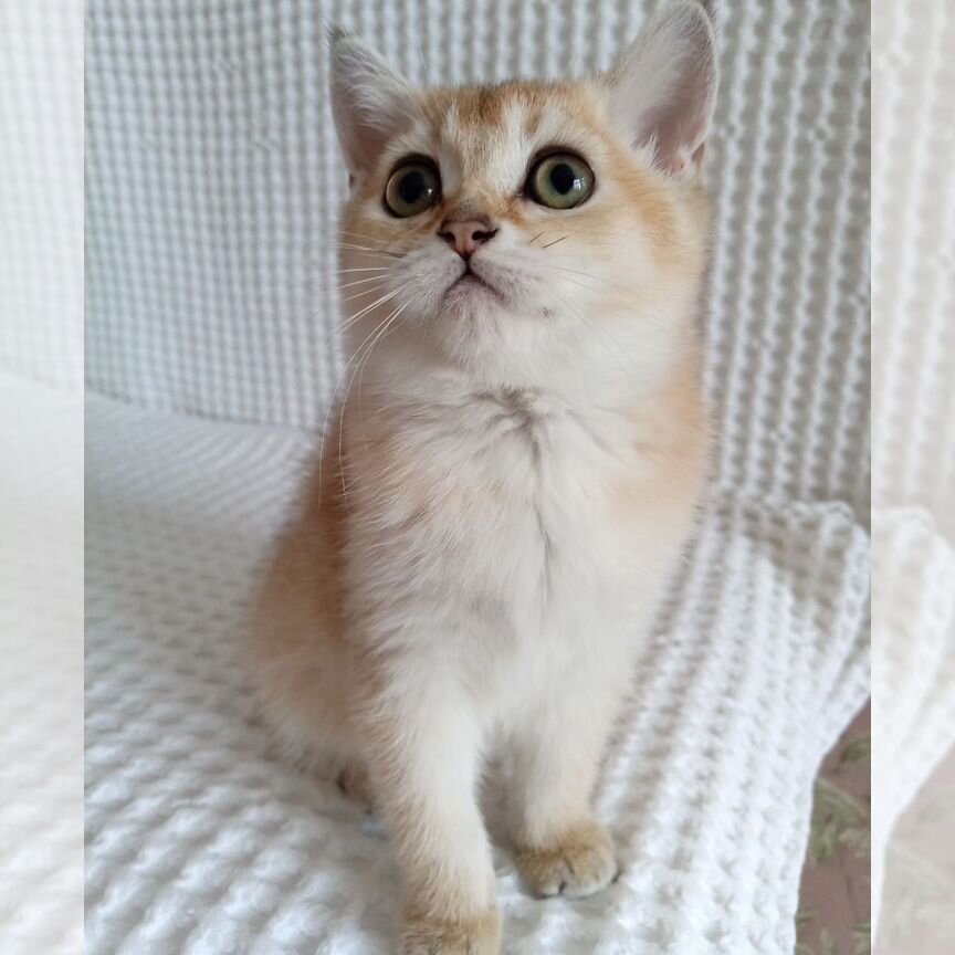 Шотландский прямоухий короткошёрстный котёнок
