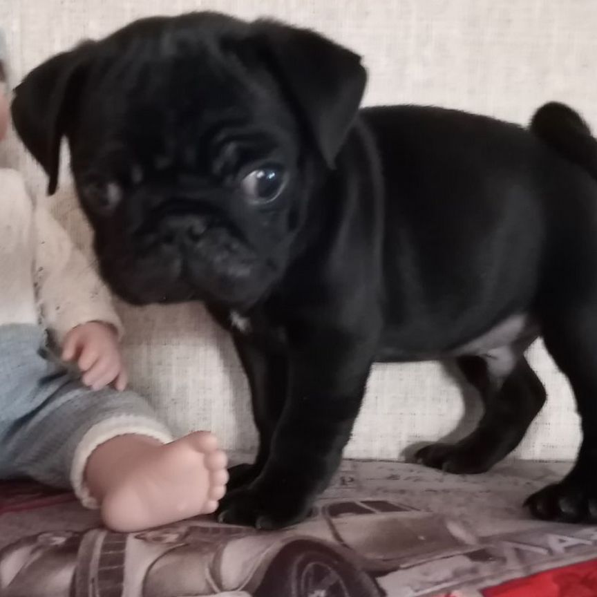 Мопс щенок