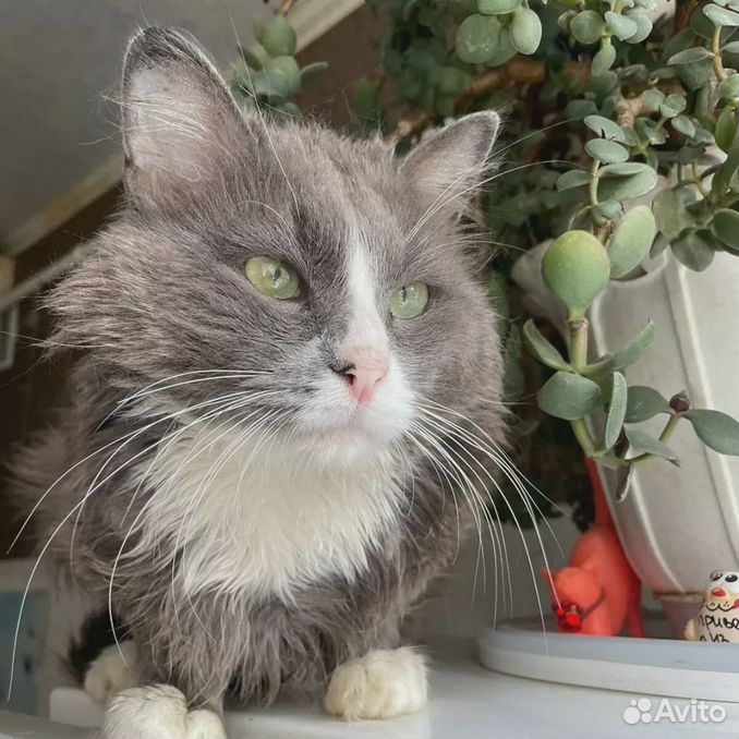 Кот Санек ищет дом