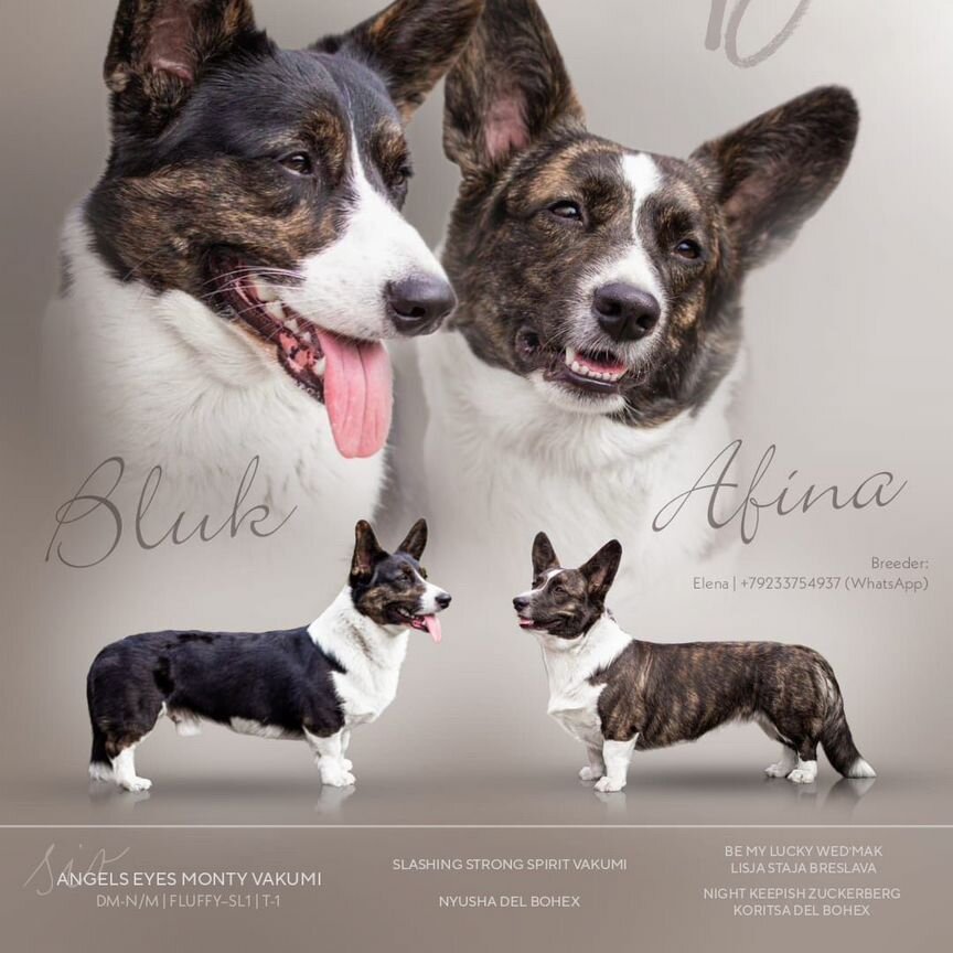 Вельш-корги кардиган