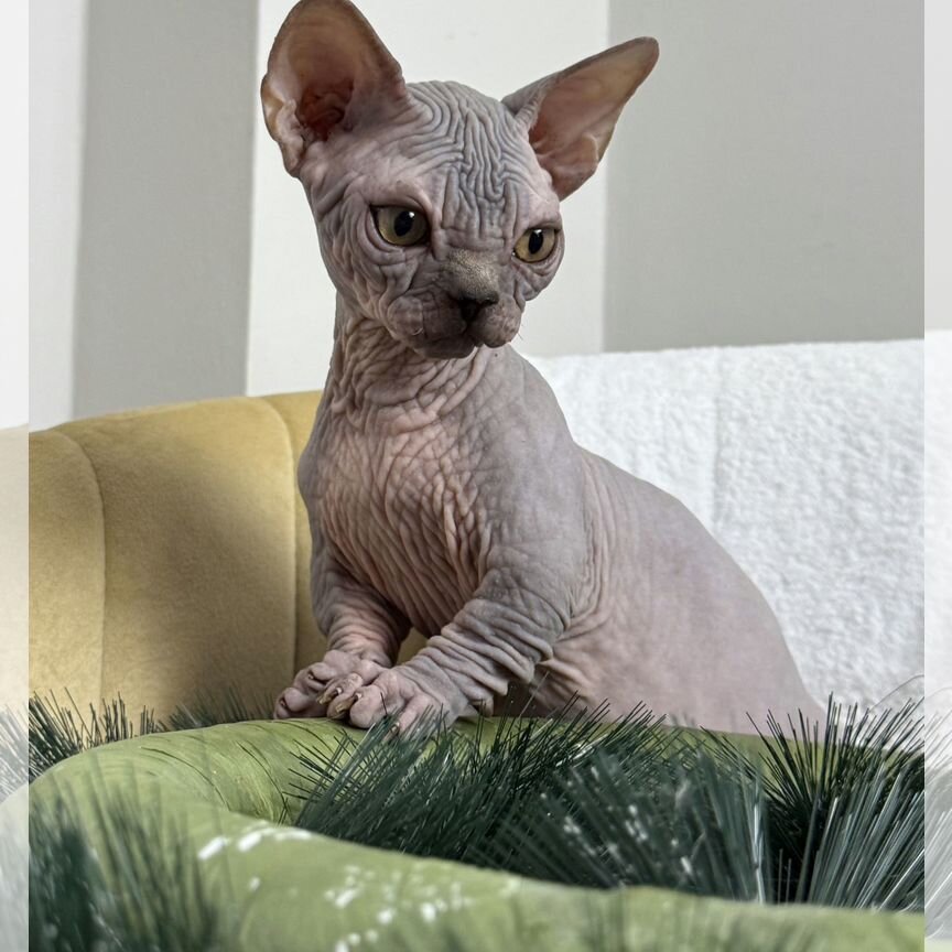 Канадский сфинкс котёнок