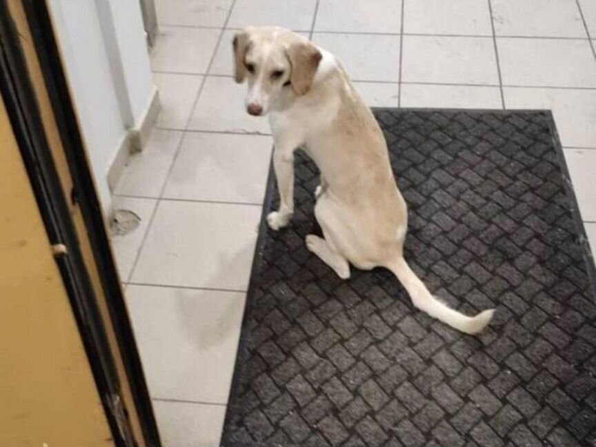 Собака в добрые руки метис с охотничей