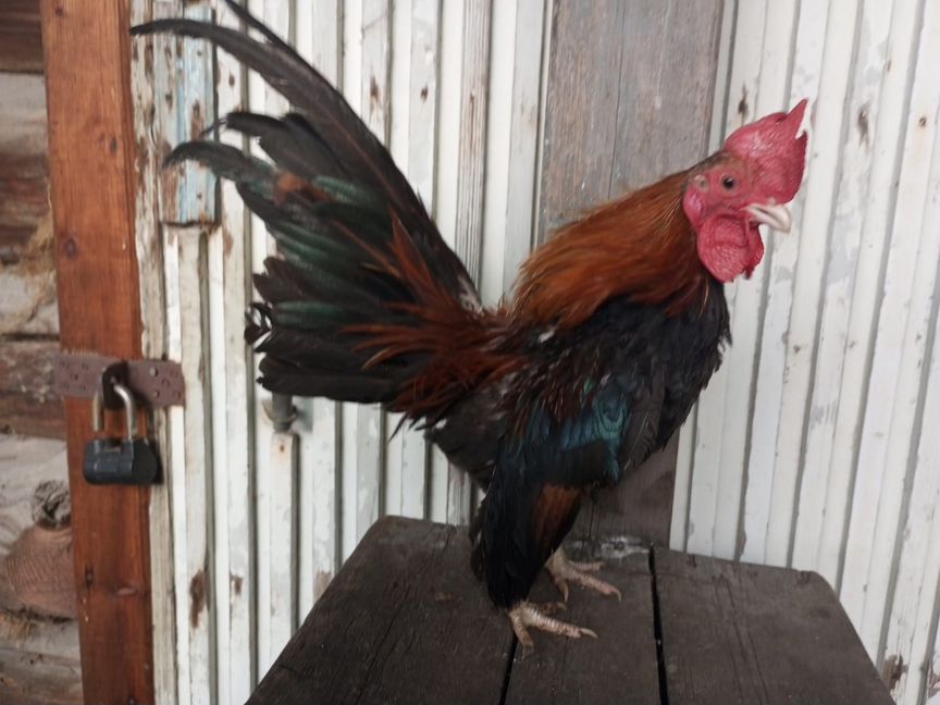 Петух малазийская серама