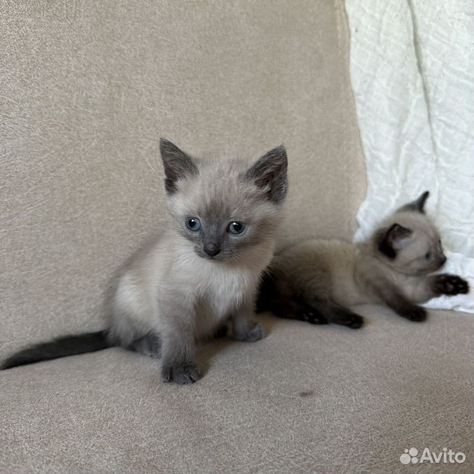 Продам сиамских котят