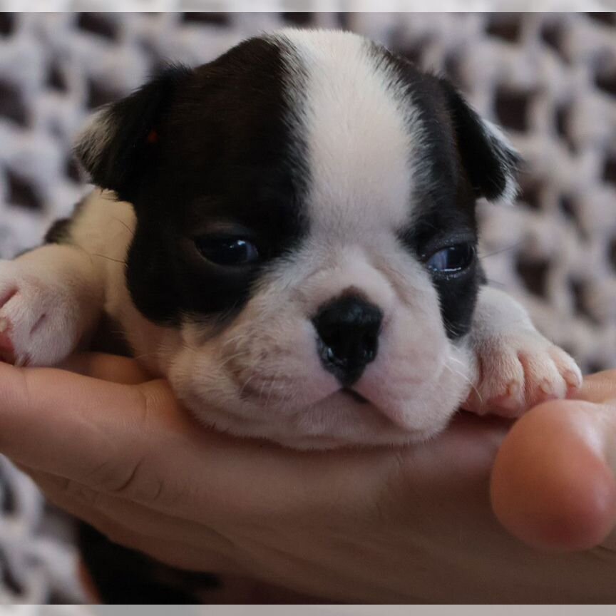 Бостон-терьер, щенок