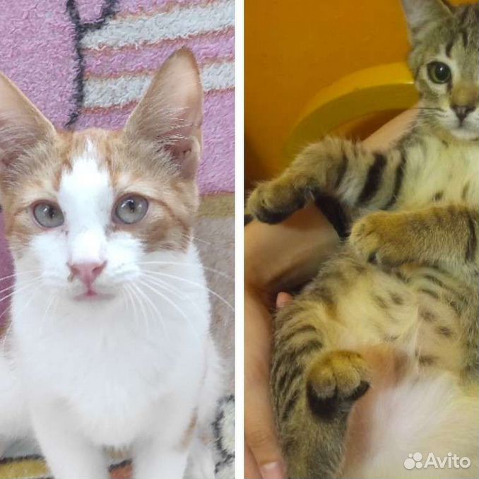 Котята настоящих крымских кошек в дар добрые руки
