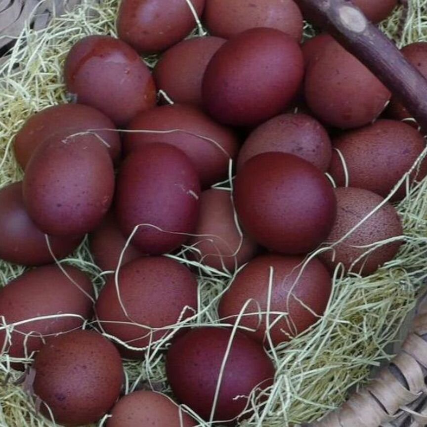 Инкубационное яйцо марана