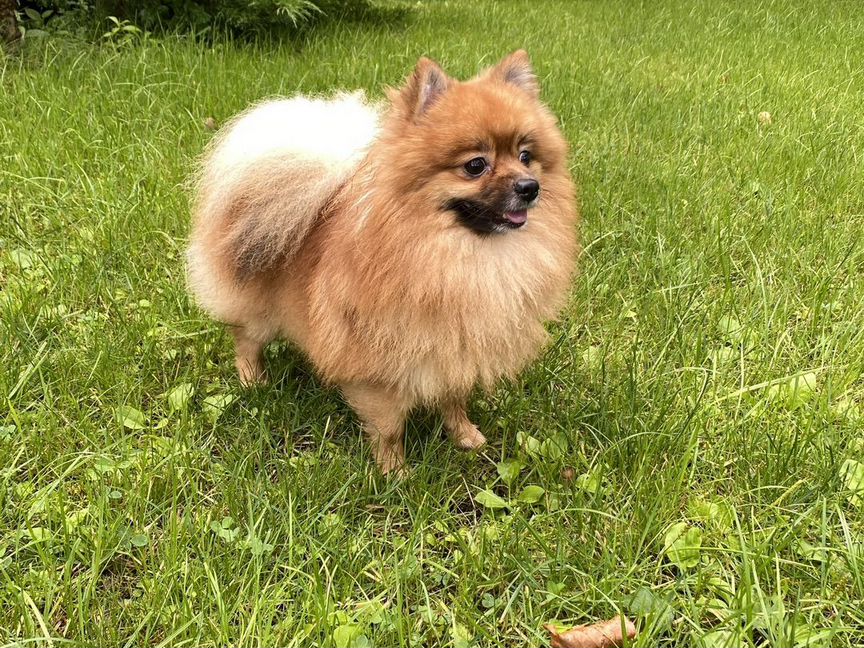 Немецкий шпиц вязка