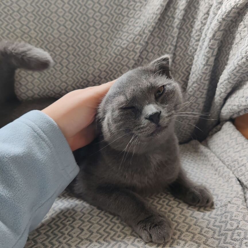 Необычайно красивая кошка
