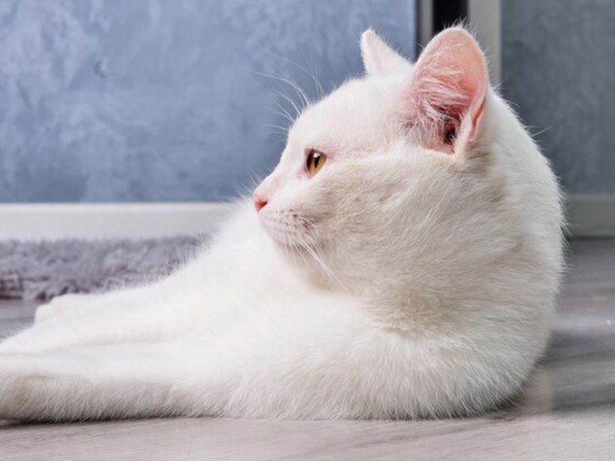 Белая британская кошка