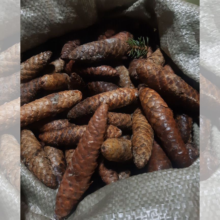 Свежие еловые шишки для грызунов