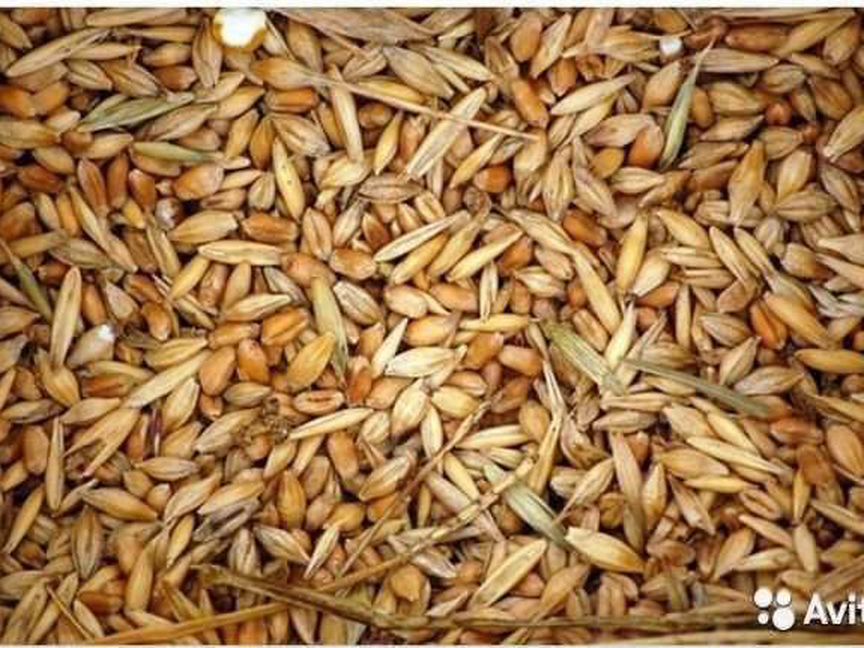 Зерносмесь (Ячмень,пшеница)