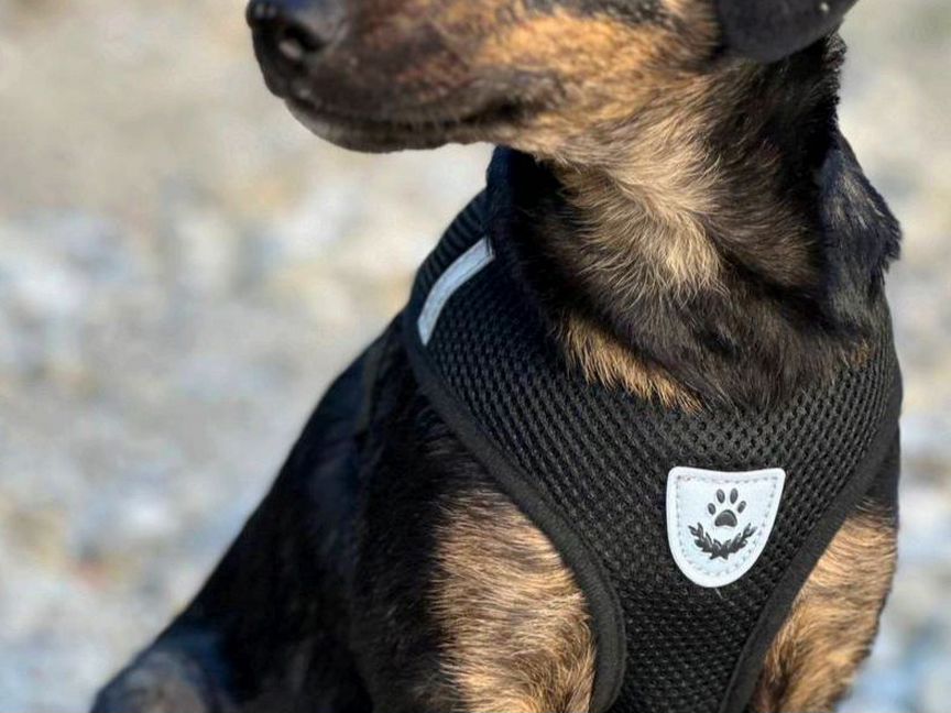 Щенок мальчик 5 месяцев