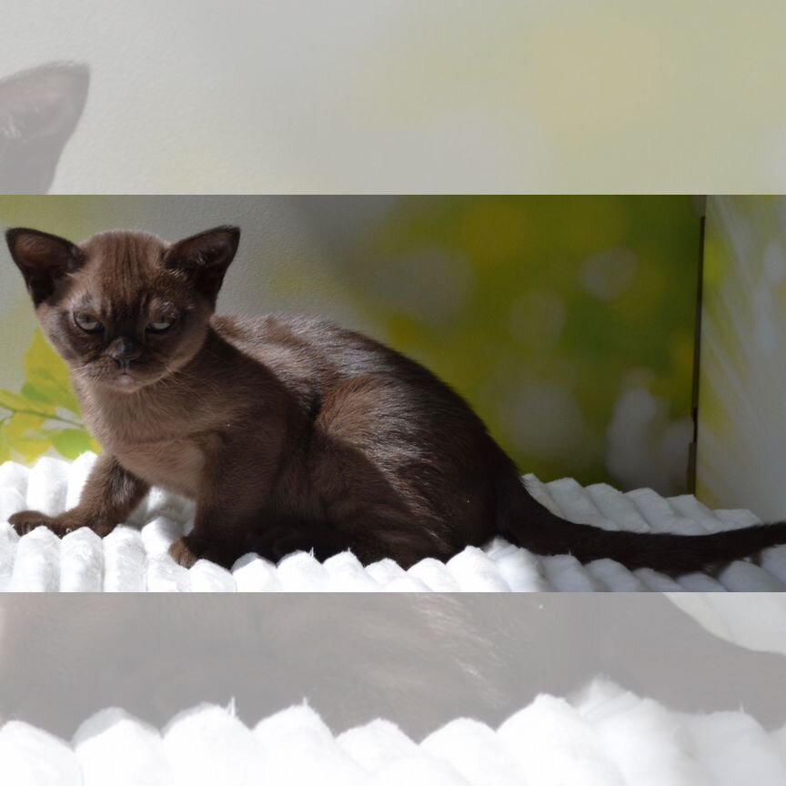 Европейский бурманский котёнок