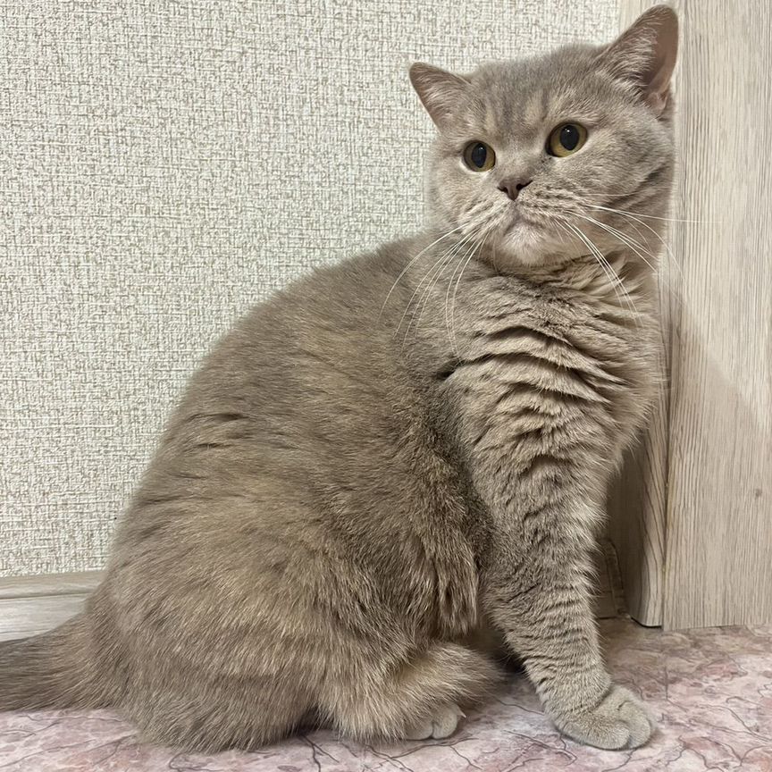 Британская кошка бесплатно