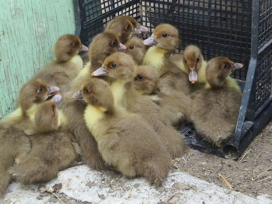 Утята индоутки подрощенные