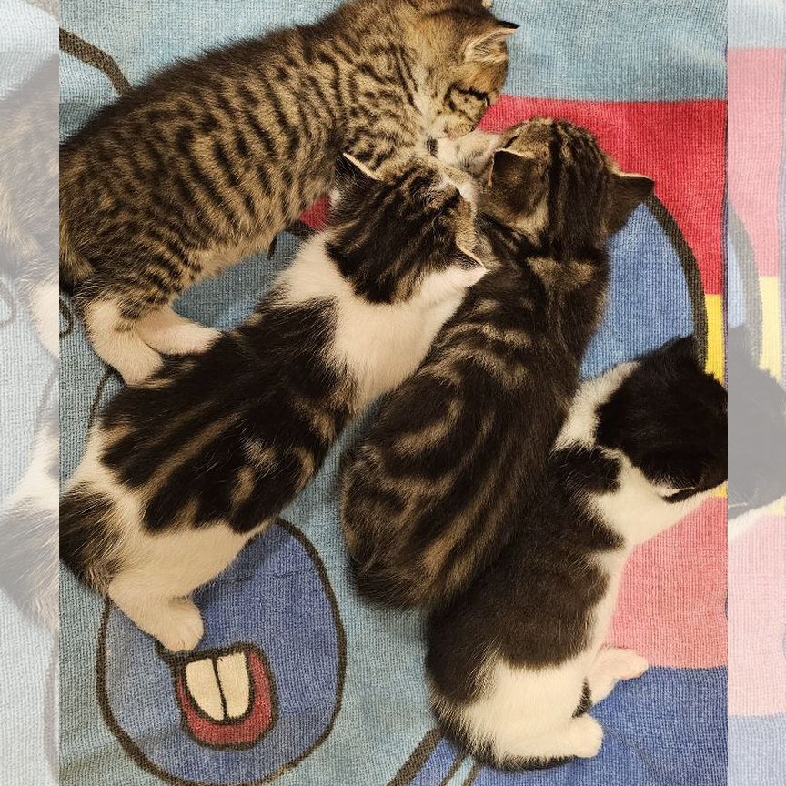 Котёнок в добрые руки