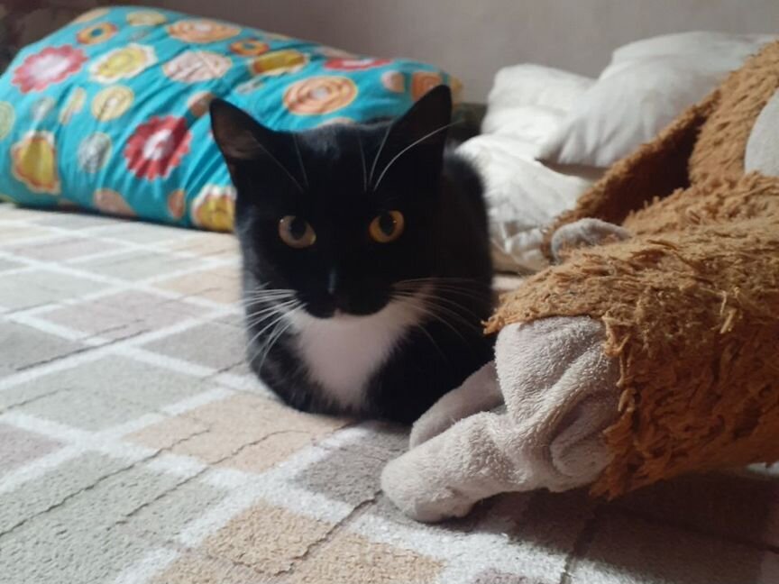 Кошка в дар бесплатно