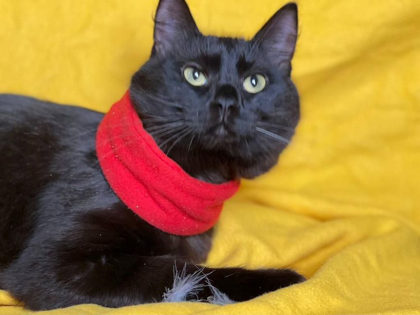 Котик Рубик всю свою жизнь живёт в клетке