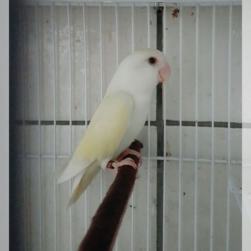 Попугаи разные