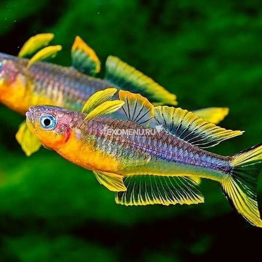 Продам попандету фуркато