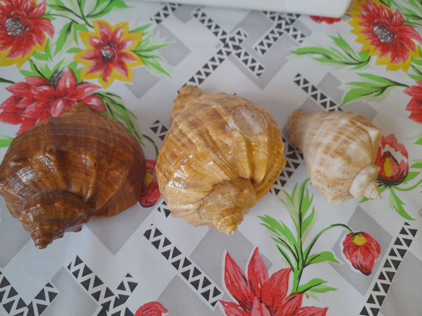 Раковины,ракушки