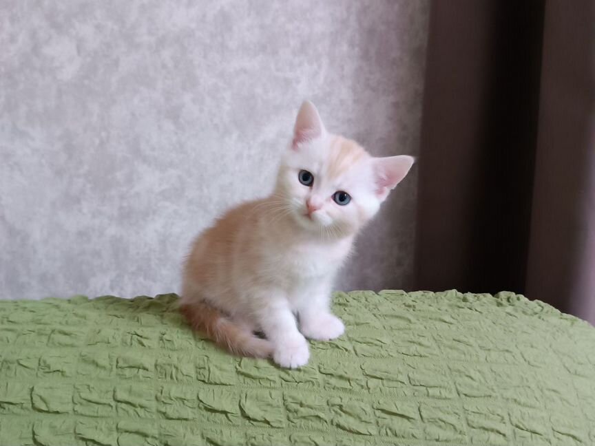 Котик ищет дом