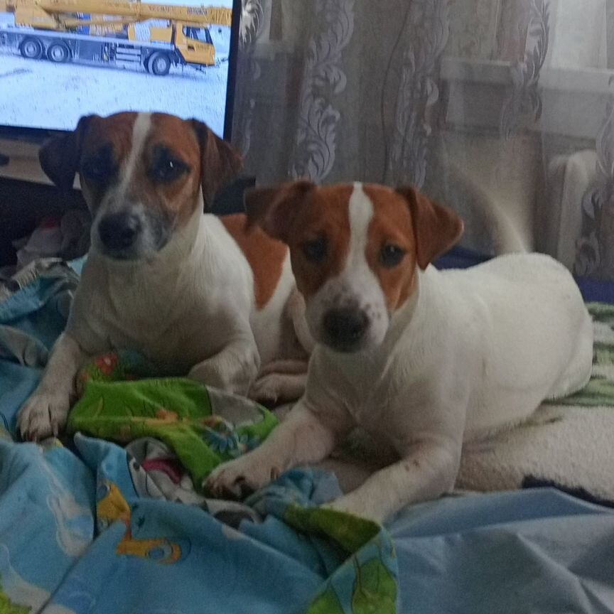 Щенки джек рассел терьер гладкошерстный