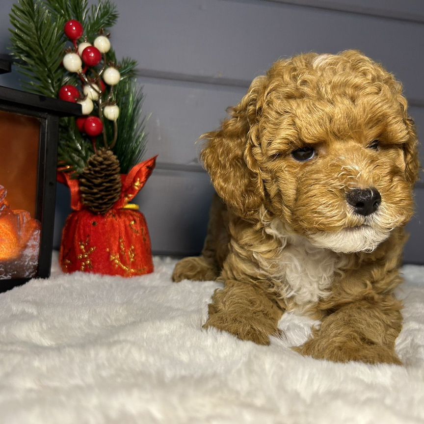 Пудель, щенок