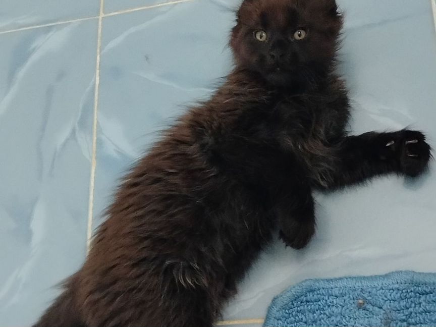 Породистые большие кошки