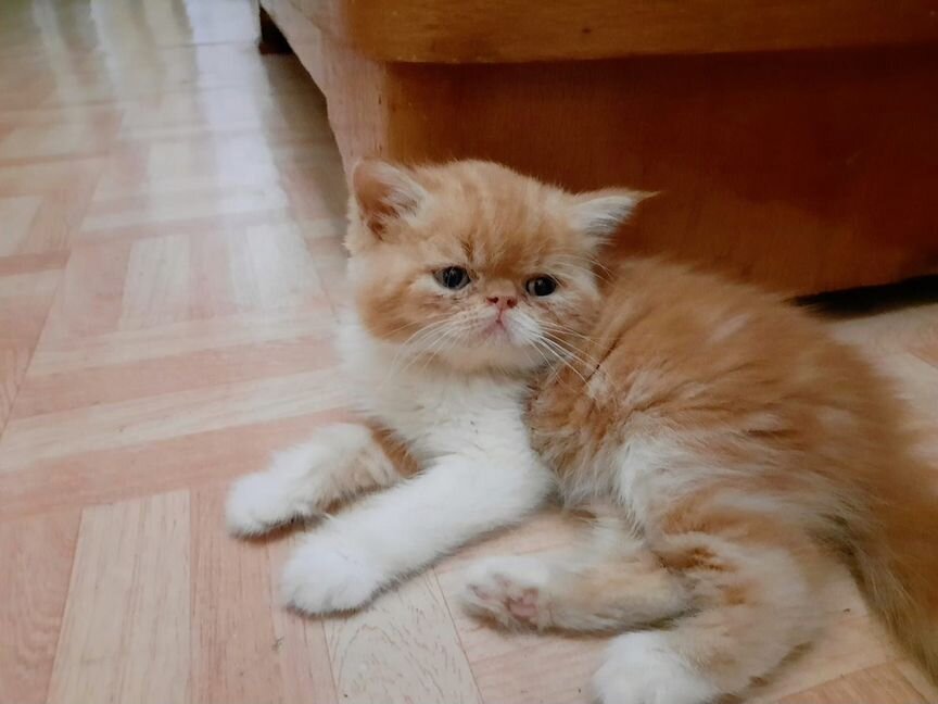 Экзотический котенок