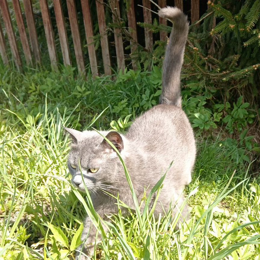 Русская голубая кошка