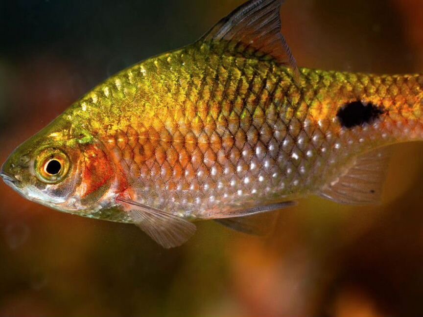 Барбус огненный