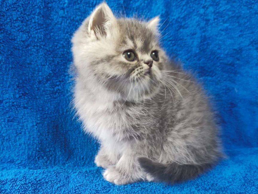 Экзотические котята