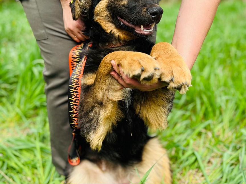 Собака в добрые руки