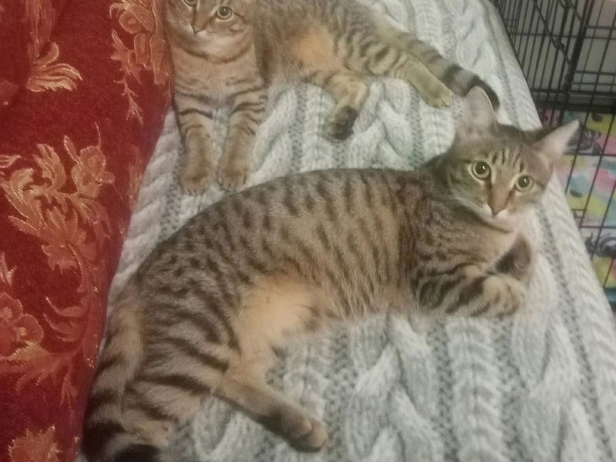 Котики Барсик и Яша в ответственные руки