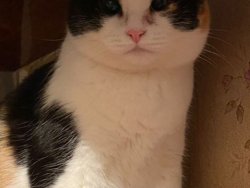 Стерилизованая девочка в добрые руки