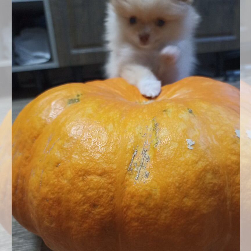 Померанский шпиц, щенок