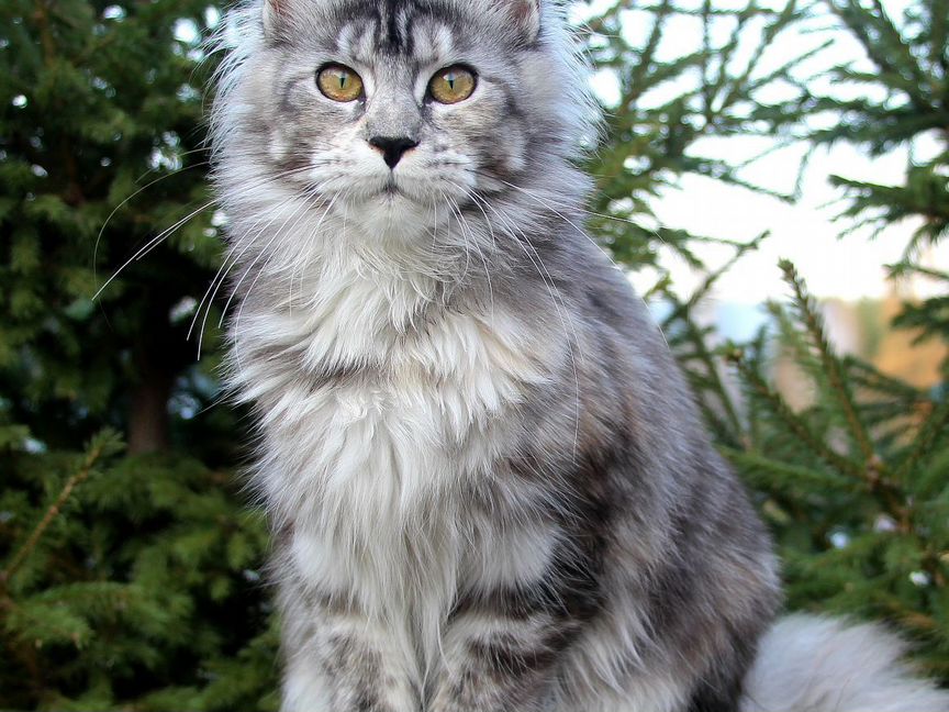 Мейн-кун девочка серебряная черепашка