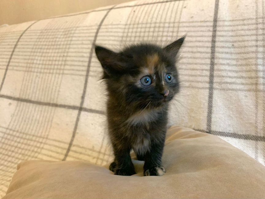 Котята