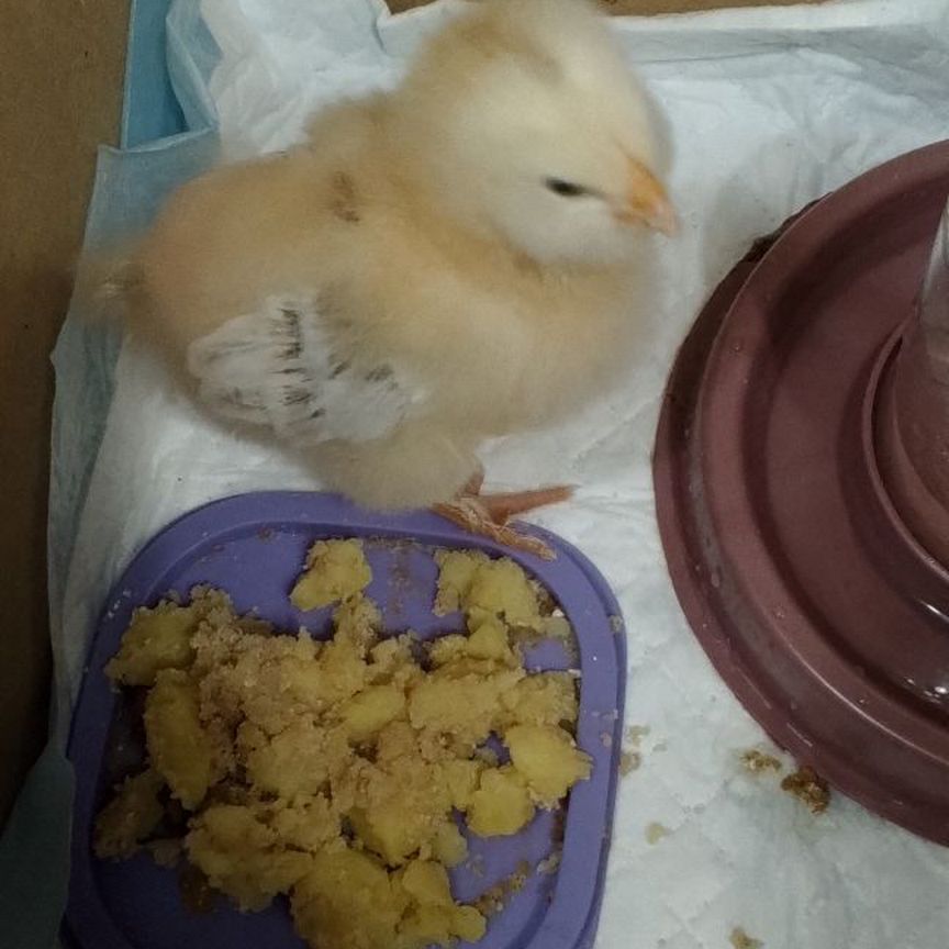 Цыпленок бесплатно