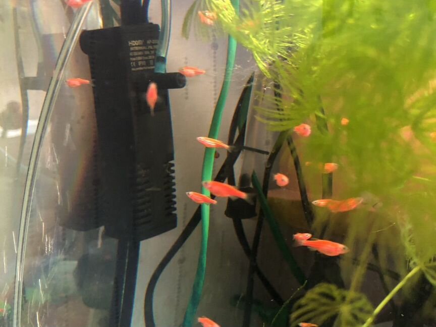 Аквариумные рыбки