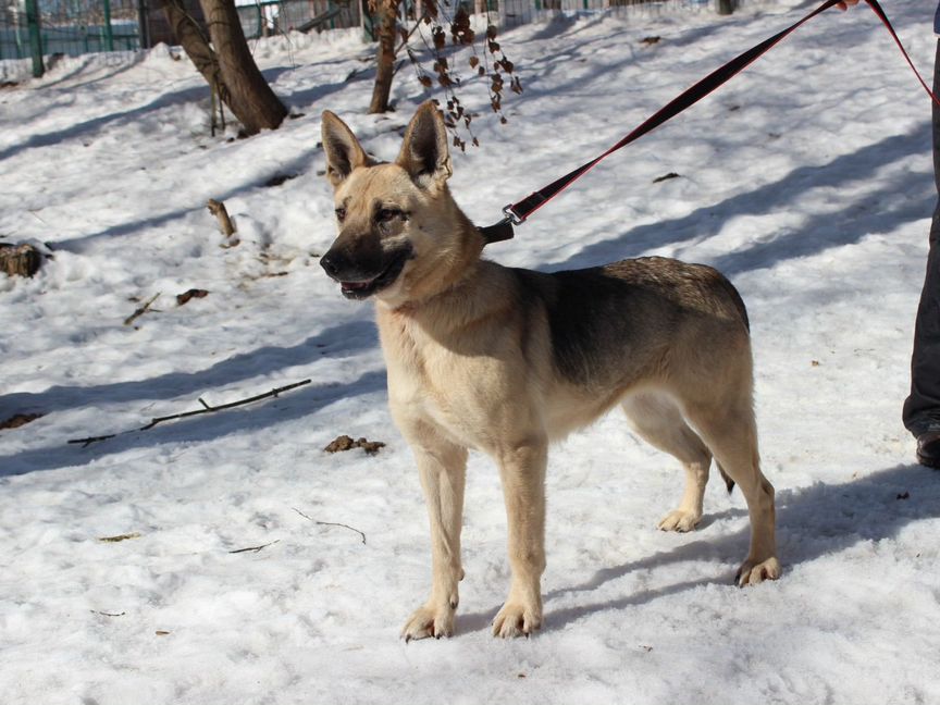 Маленькая овчарка Звездочка