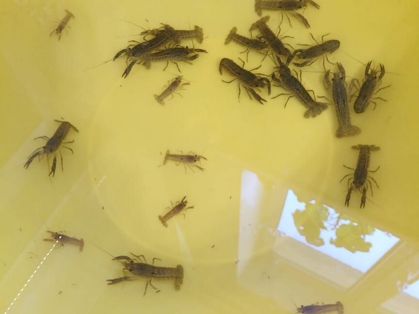 Мраморный рак