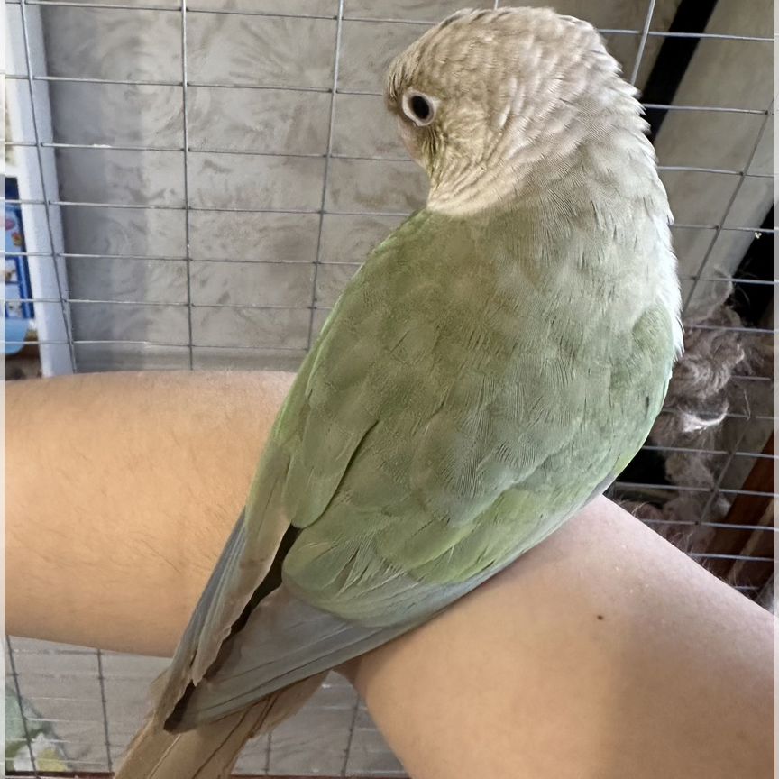 Попугай перрура