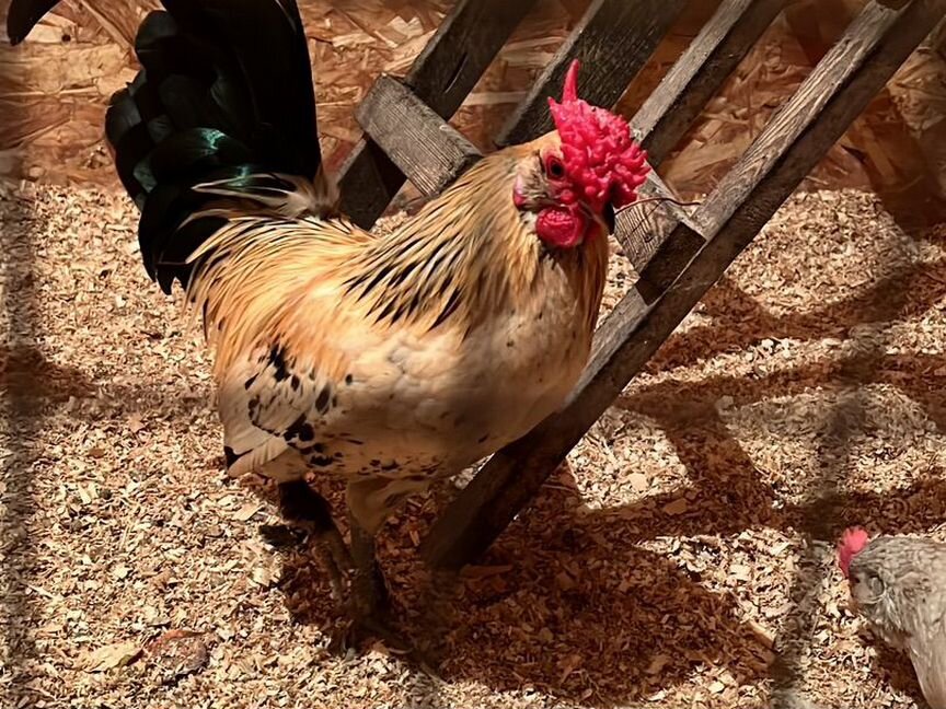 Семья Бентамок