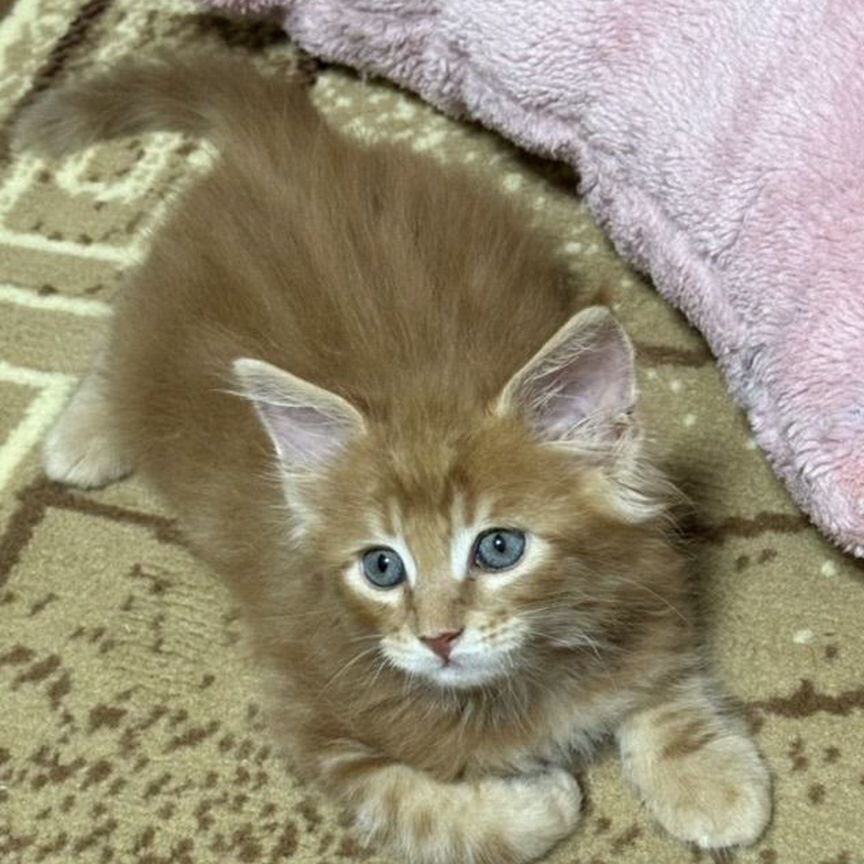 Котенок мэйнкун бесплатно
