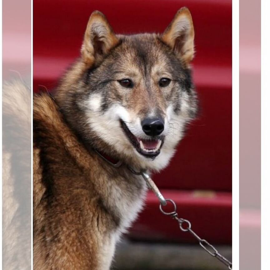 Западно сибирская лайка