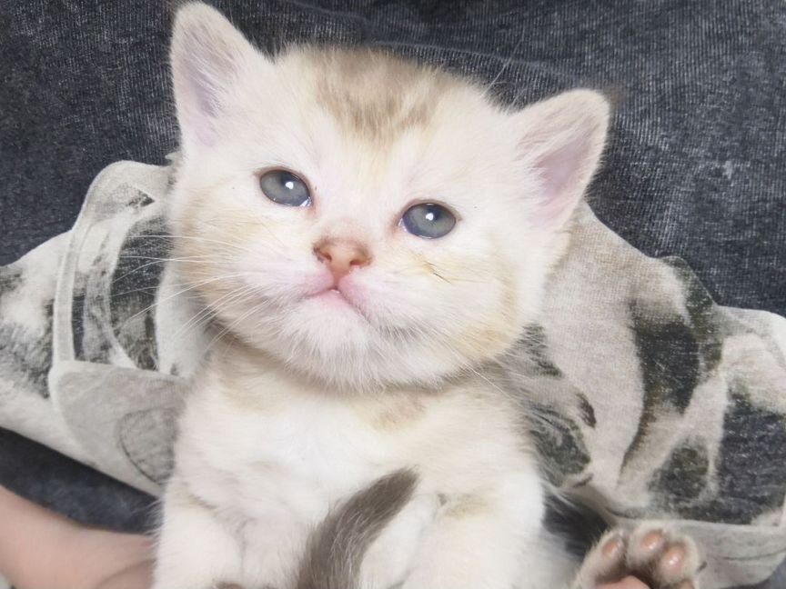 Британская шиншилла