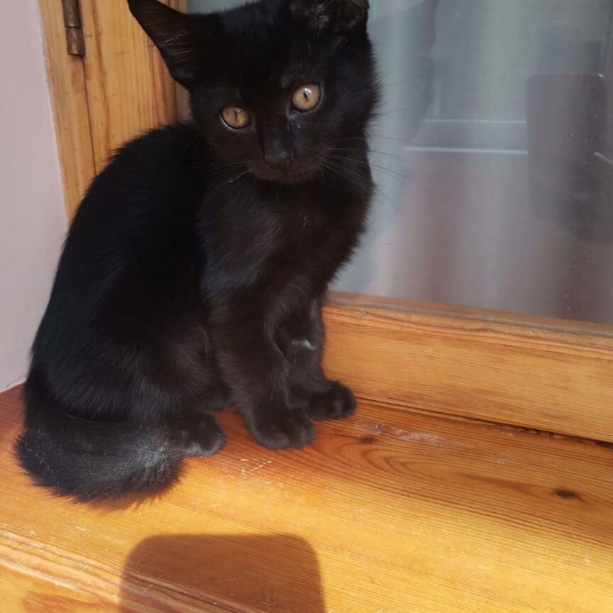 Котята брюнеты